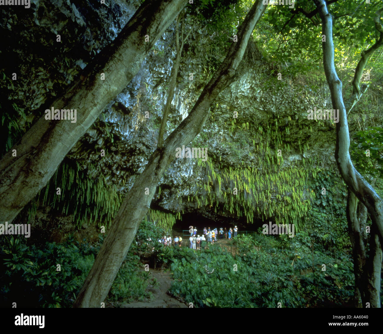 Fern Grotto Wailua River Kauai Hawaii USA Stock Photo - Alamy