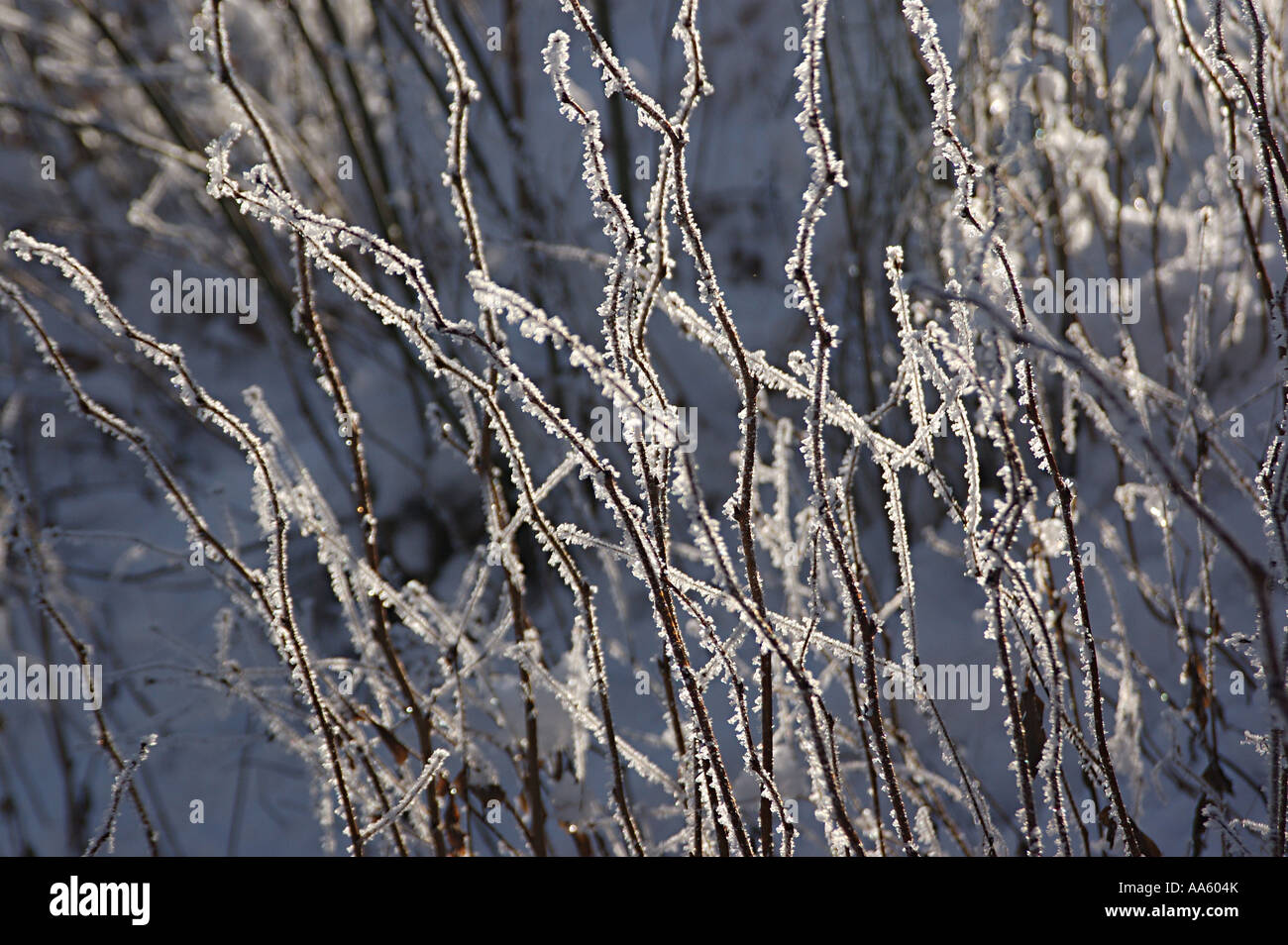 Frost and winter hi-res stock photography and images - Alamy