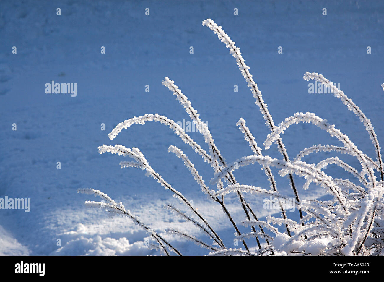 Winter frost on dried grass, Sweden Stock Photo - Alamy