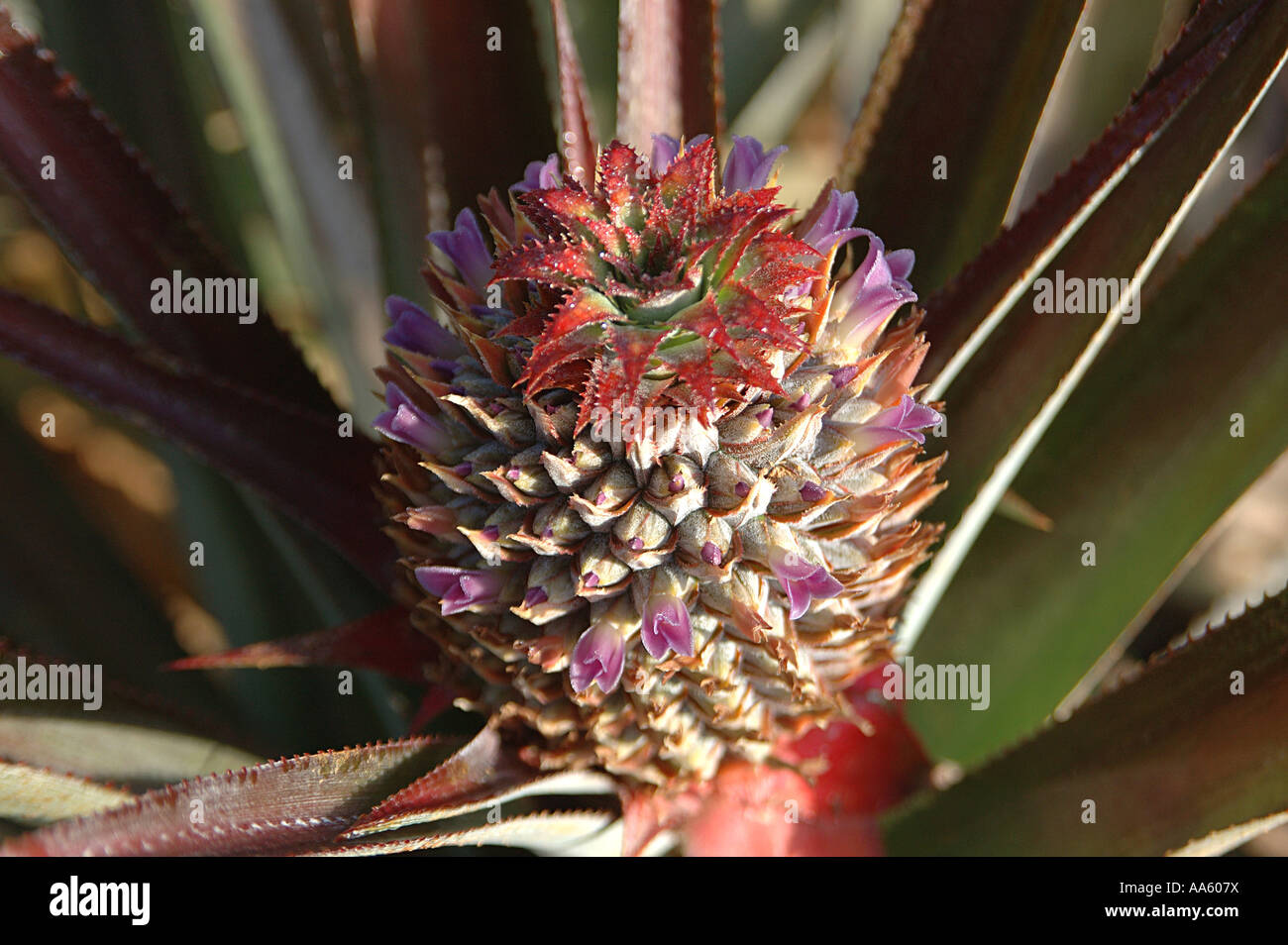 Pineapple plant tree with flower - ang 104068 Stock Photo - Alamy