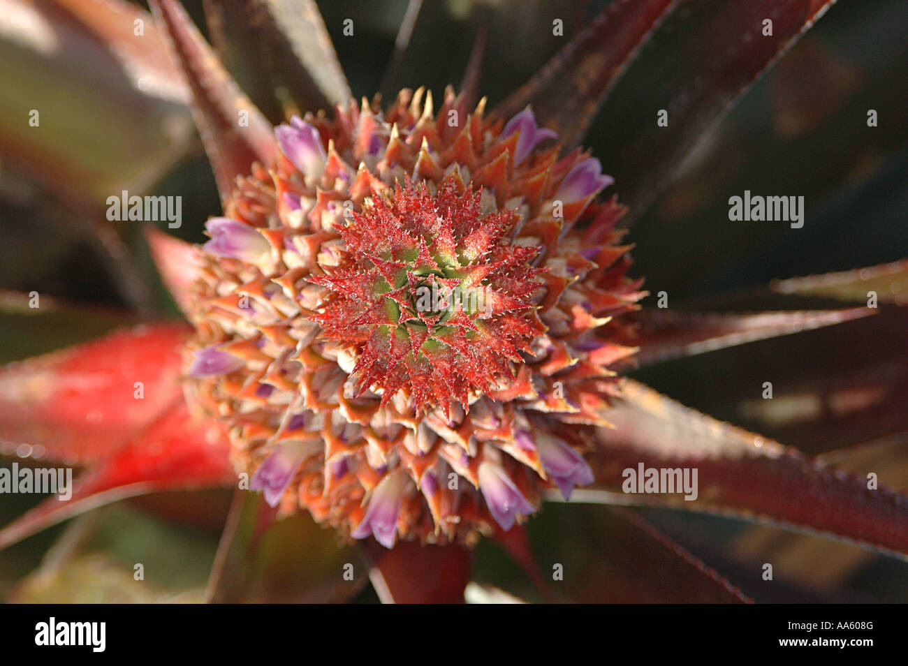 Pineapple fruit plant flower Stock Photo - Alamy