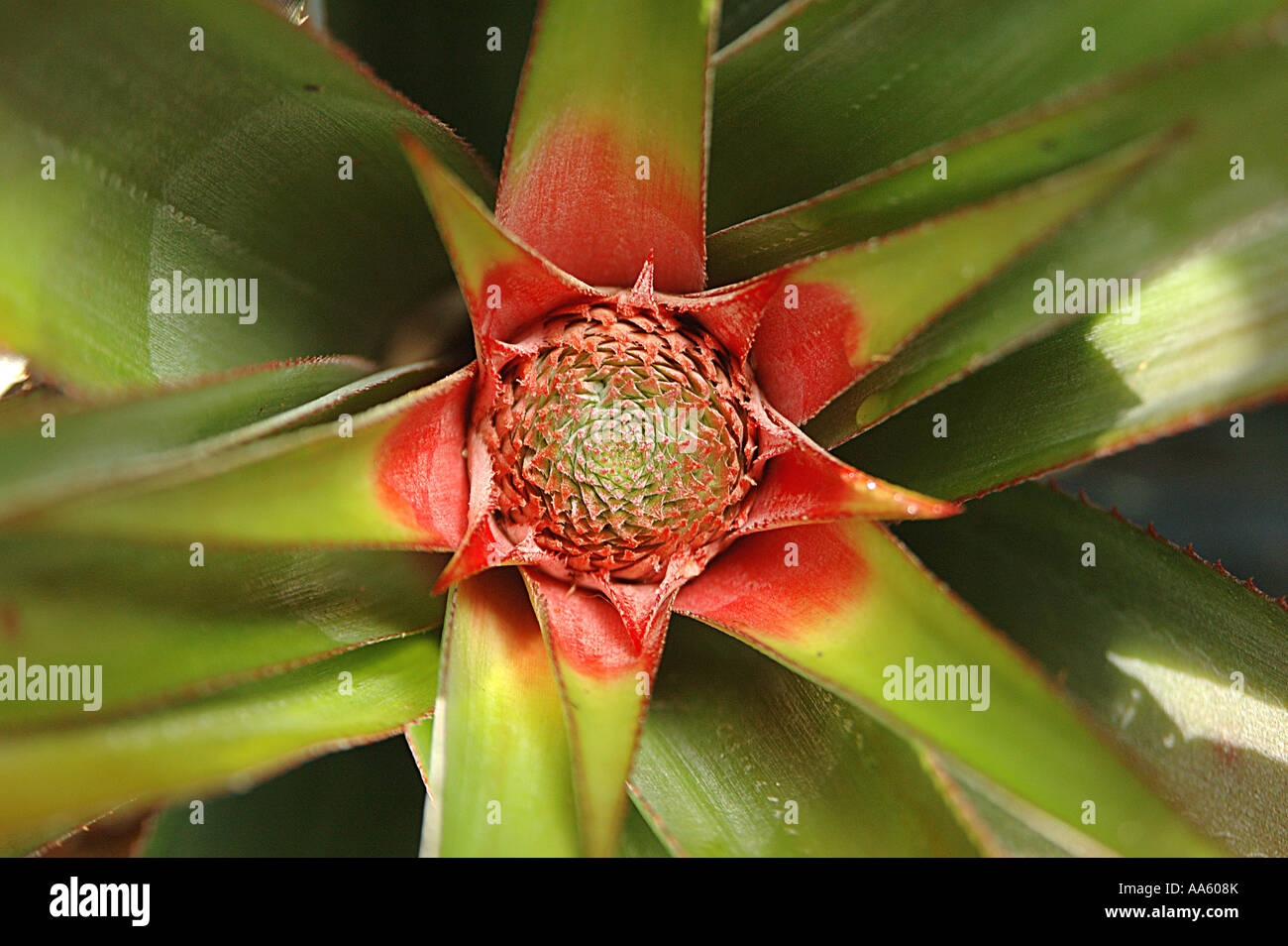 Pineapple fruit plant cultivation Stock Photo - Alamy
