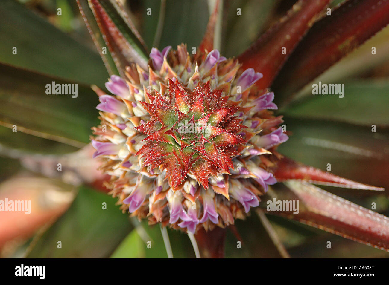 Pineapple fruit plant flower Stock Photo - Alamy