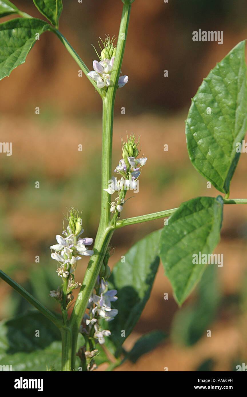 Guar bean vegetable plant Stock Photo - Alamy