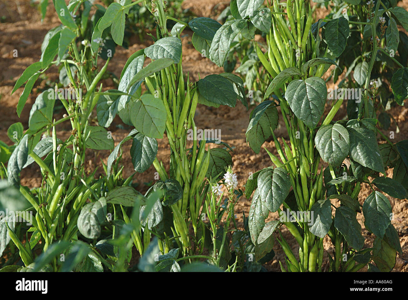 Guar bean vegetable plant Stock Photo - Alamy