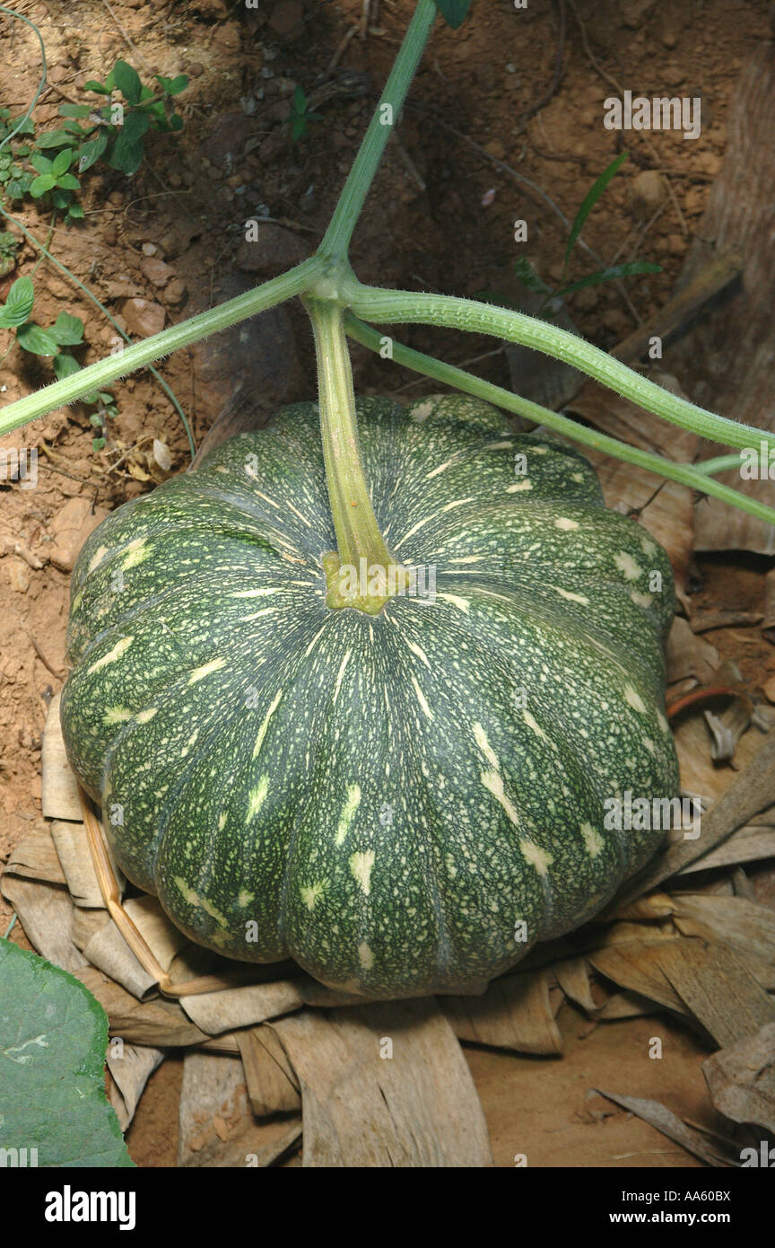 Pumpkin vegetable vine Stock Photo - Alamy