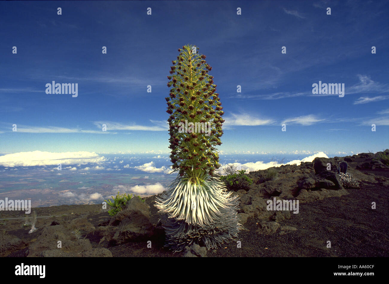 Silversword Haleakala Maui Hawaii USA Stock Photo - Alamy