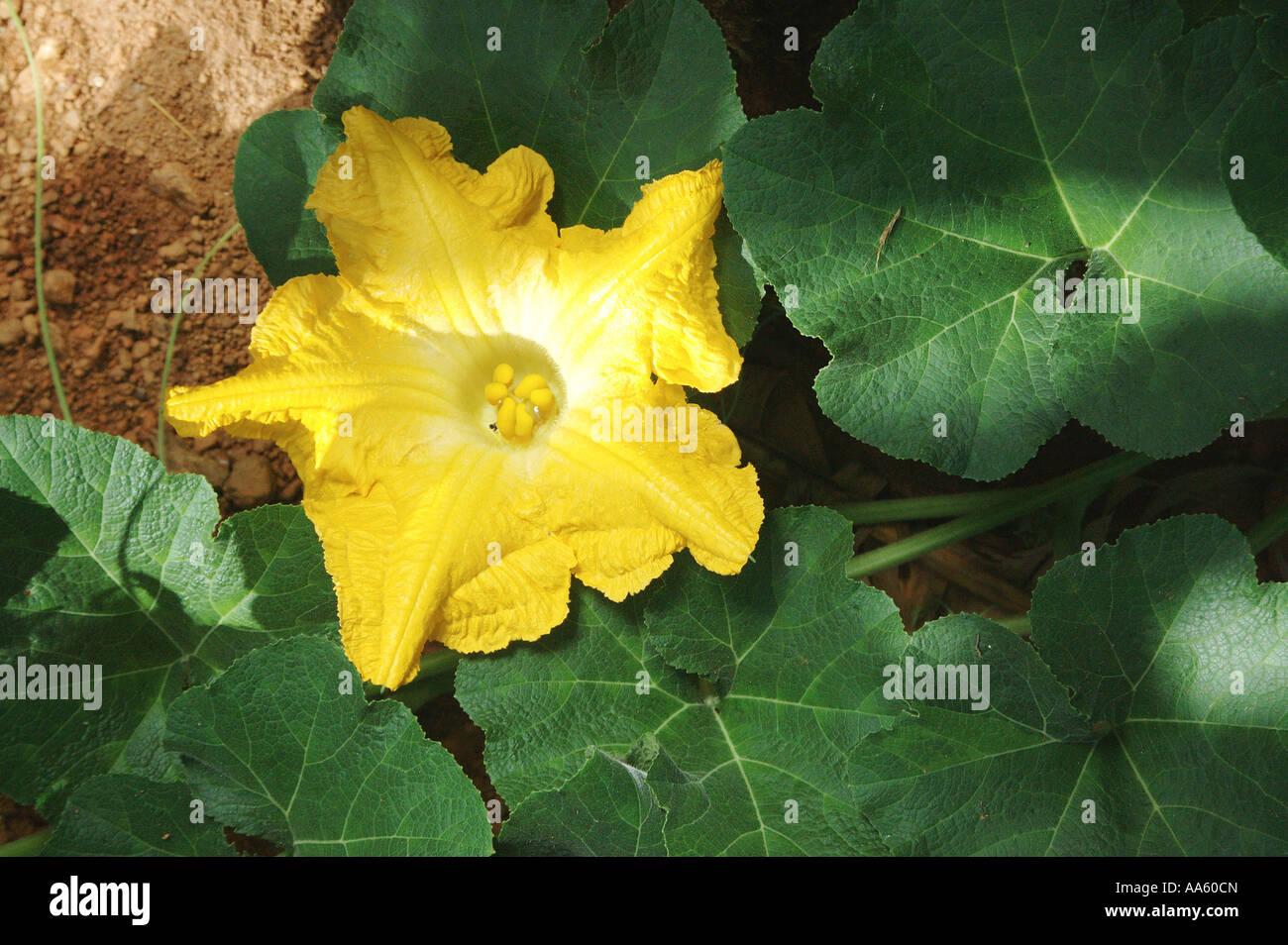 Cucurbita maxima flower hi-res stock photography and images - Alamy