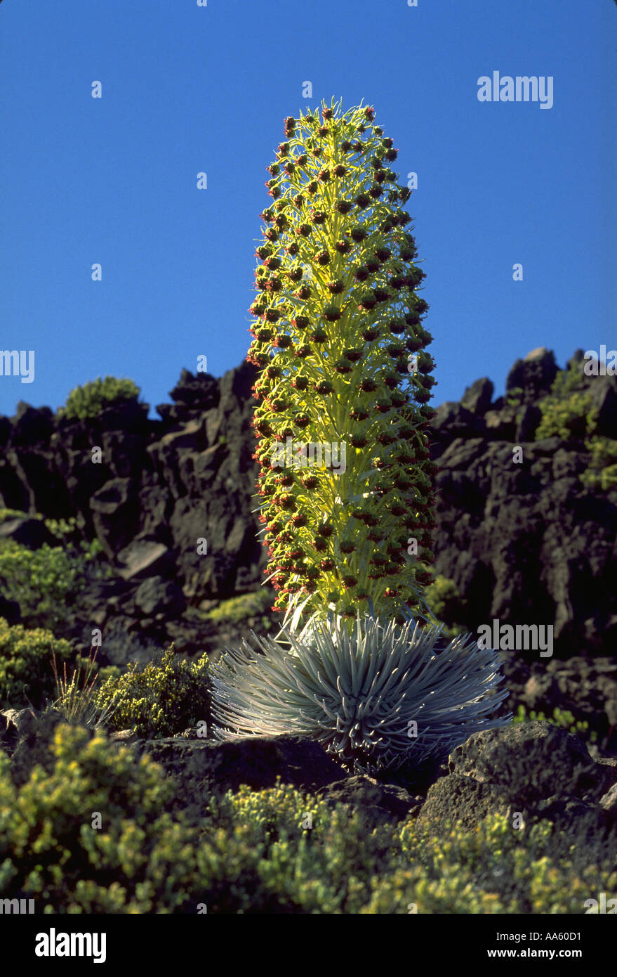 Silversword Haleakala Maui Hawaii USA Stock Photo - Alamy