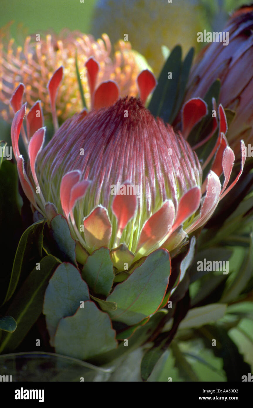 Protea Flower Maui Hawaii USA Stock Photo - Alamy