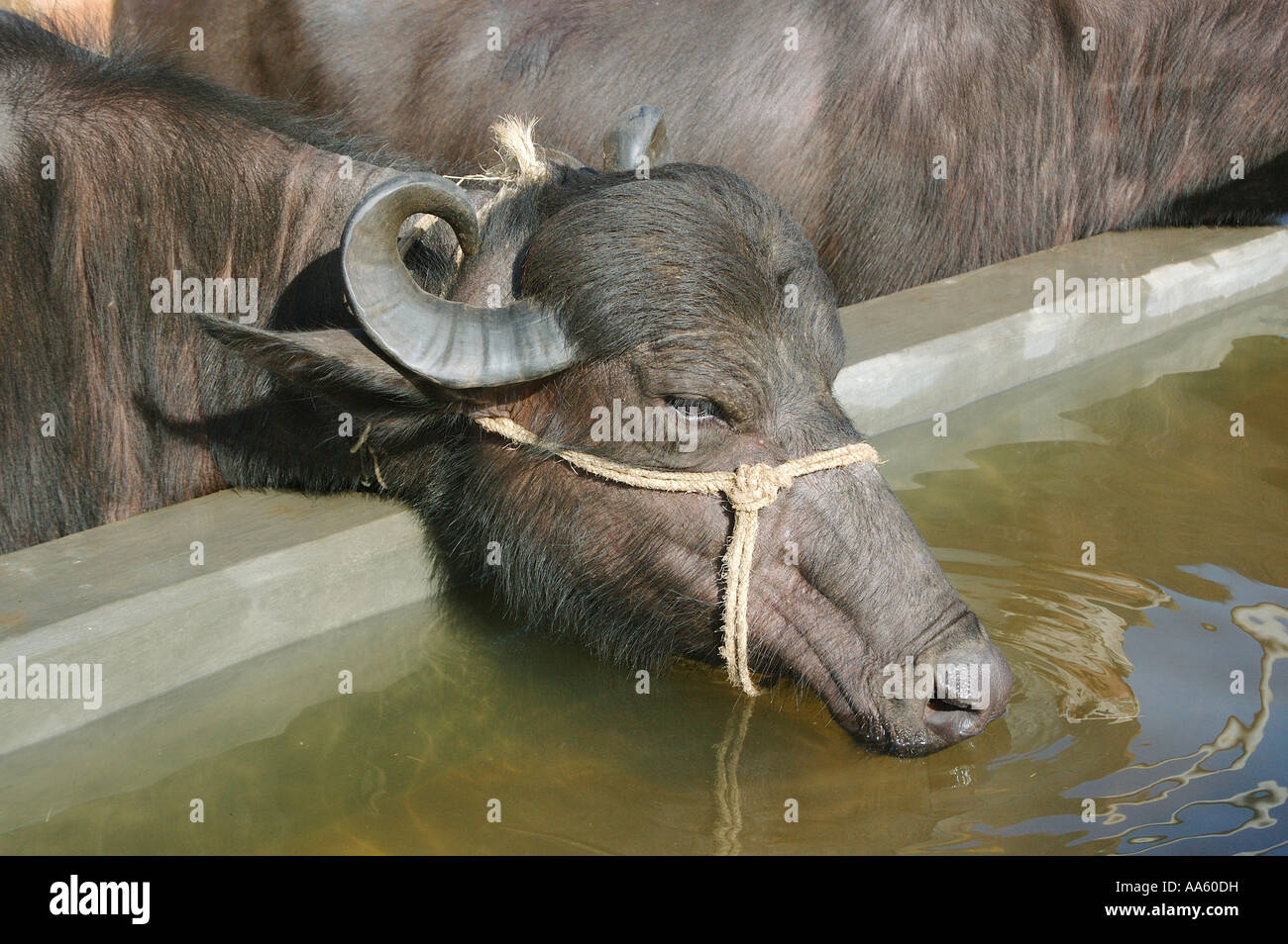 Tame species hi-res stock photography and images - Alamy