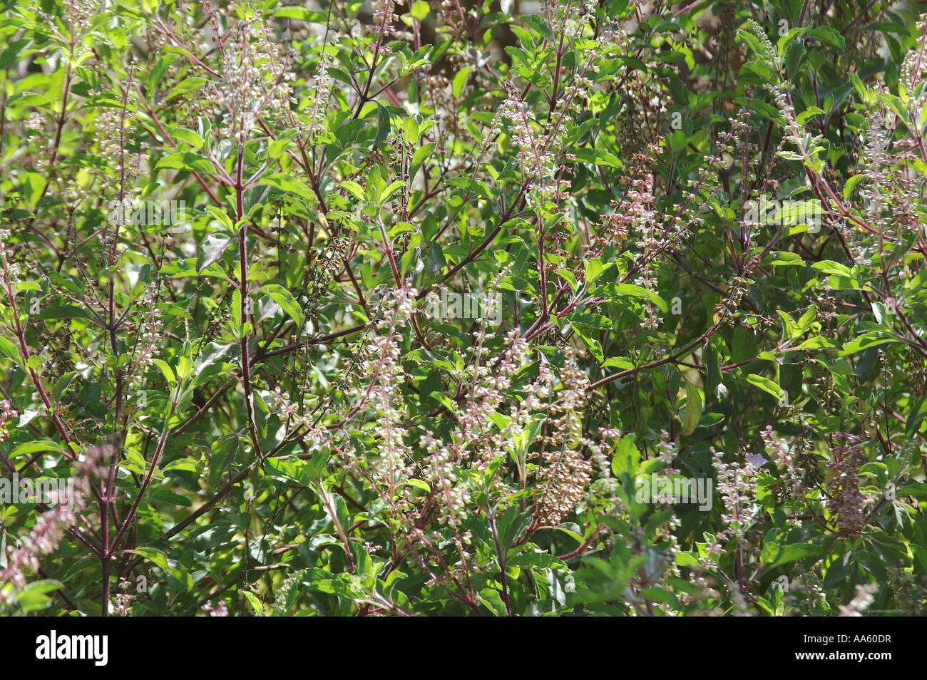 Tulsi plant or Holy Basil tree Stock Photo - Alamy