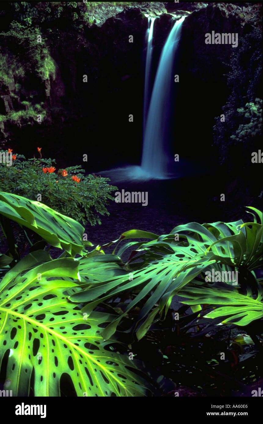 Monstera plant Rainbow Falls Hilo Island of Hawaii Hawaii USA Stock ...