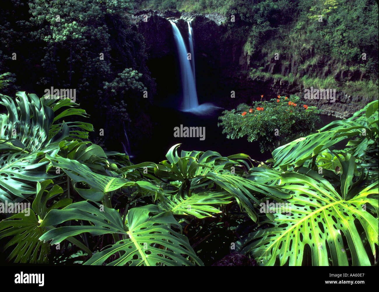 Monstera plants Rainbow Falls Hilo Island of Hawaii Hawaii USA Stock ...