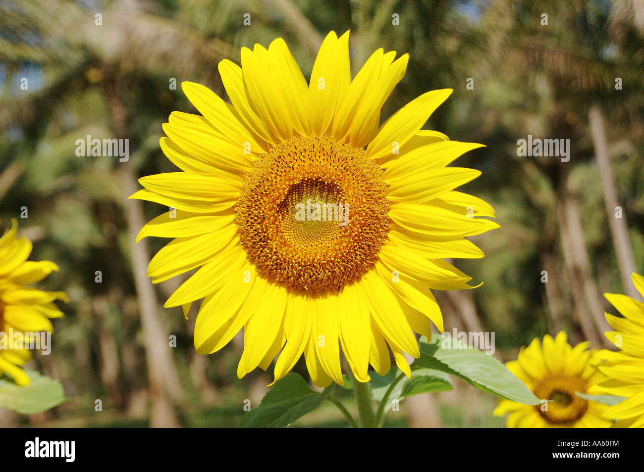 Sunflower plant plantation fields, India Stock Photo - Alamy