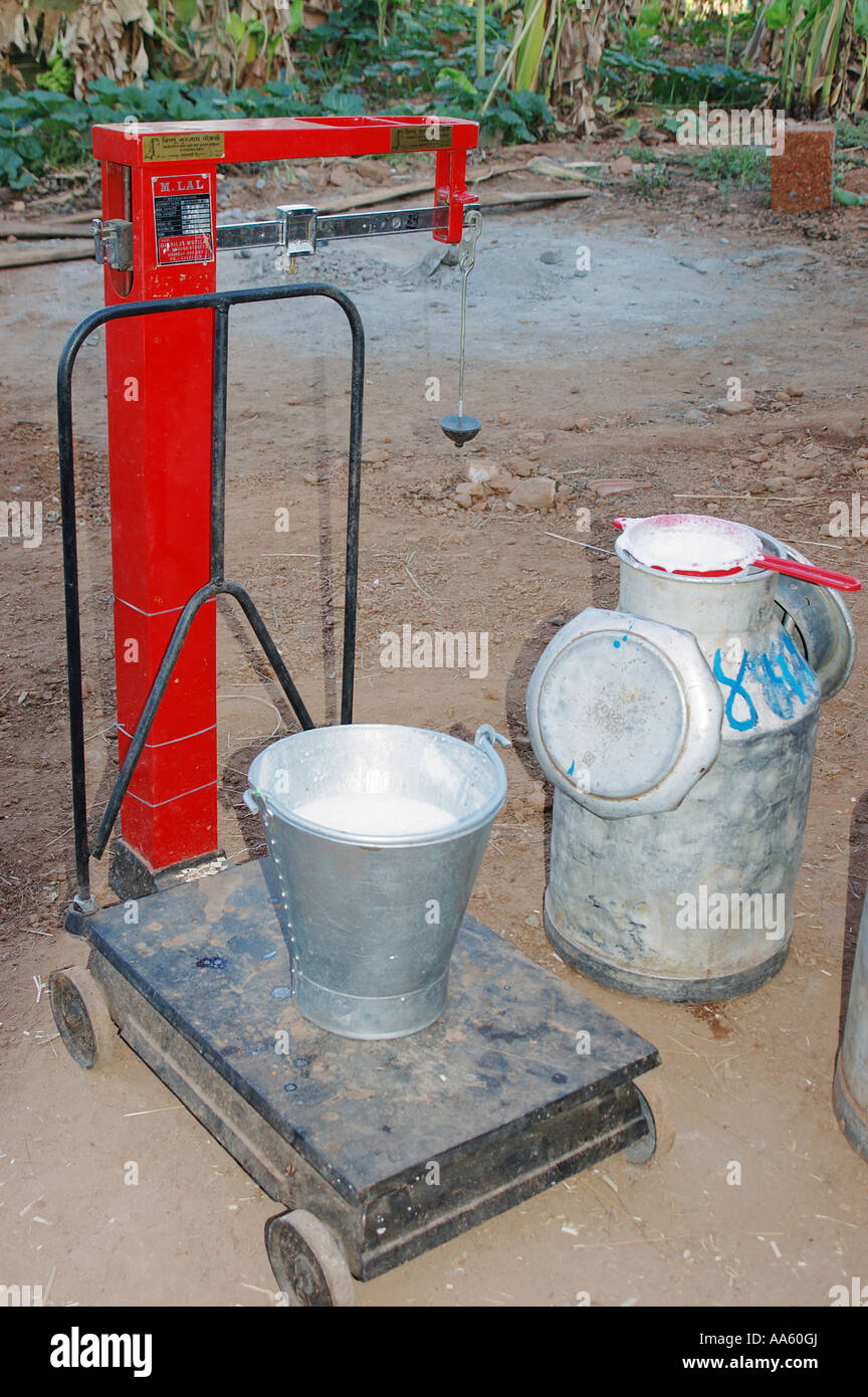 Weighing milk in bucket on manual weighing scale, India Stock Photo - Alamy