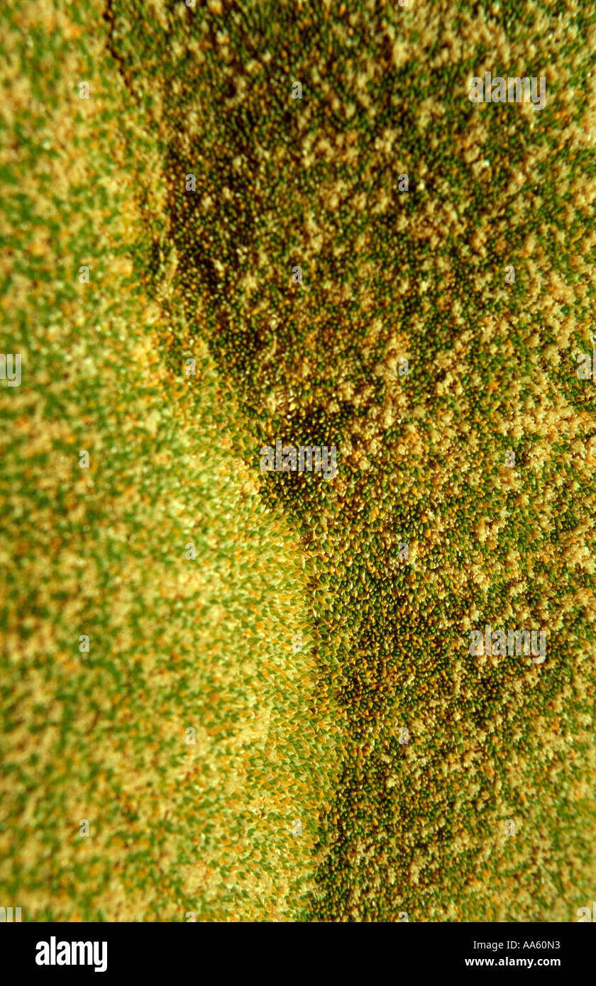 lichen on rocks in Ladakh Jammu and Kashmir northern India Stock Photo ...