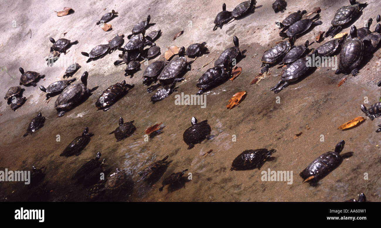 A bale of turtles Stock Photo - Alamy