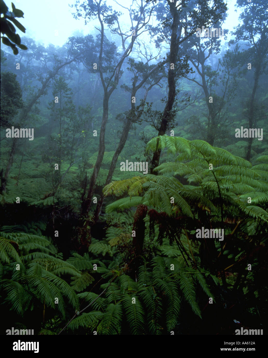 Rainforest hawaii volcanoes national park hi-res stock photography and ...
