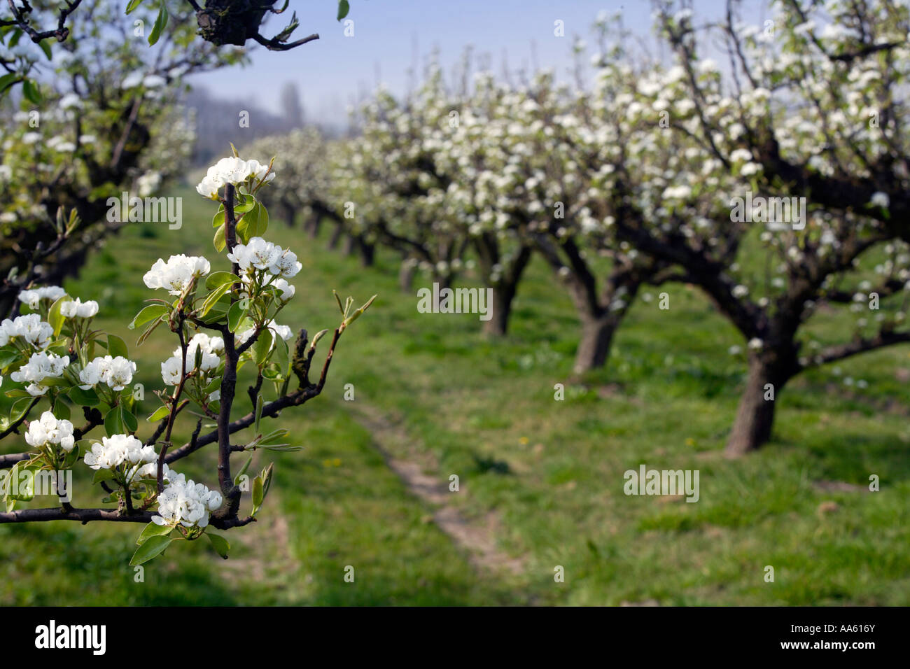 Apple orchard with blossom Kent Stock Photo - Alamy
