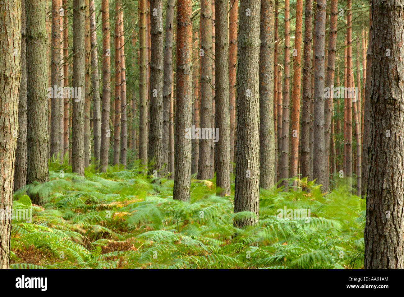 Dense woodland forest, trees with ferns growing on the ground Stock ...