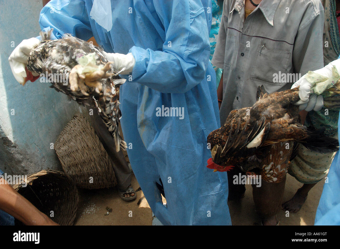 Bird Flu virus, Avian Influenza infected chickens collected by health ...
