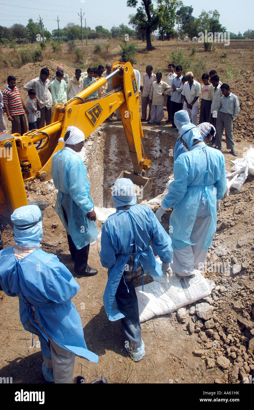 ASB104369 Health workers fill the pit with lime powder to bury Bird Flu ...