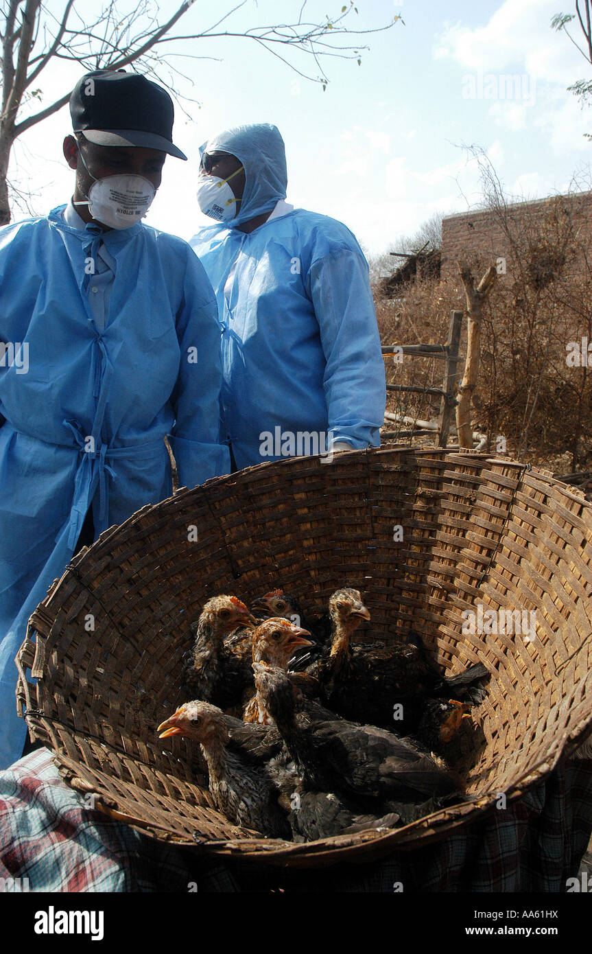 Bird Flu virus, Avian Influenza infected chickens collected by health ...