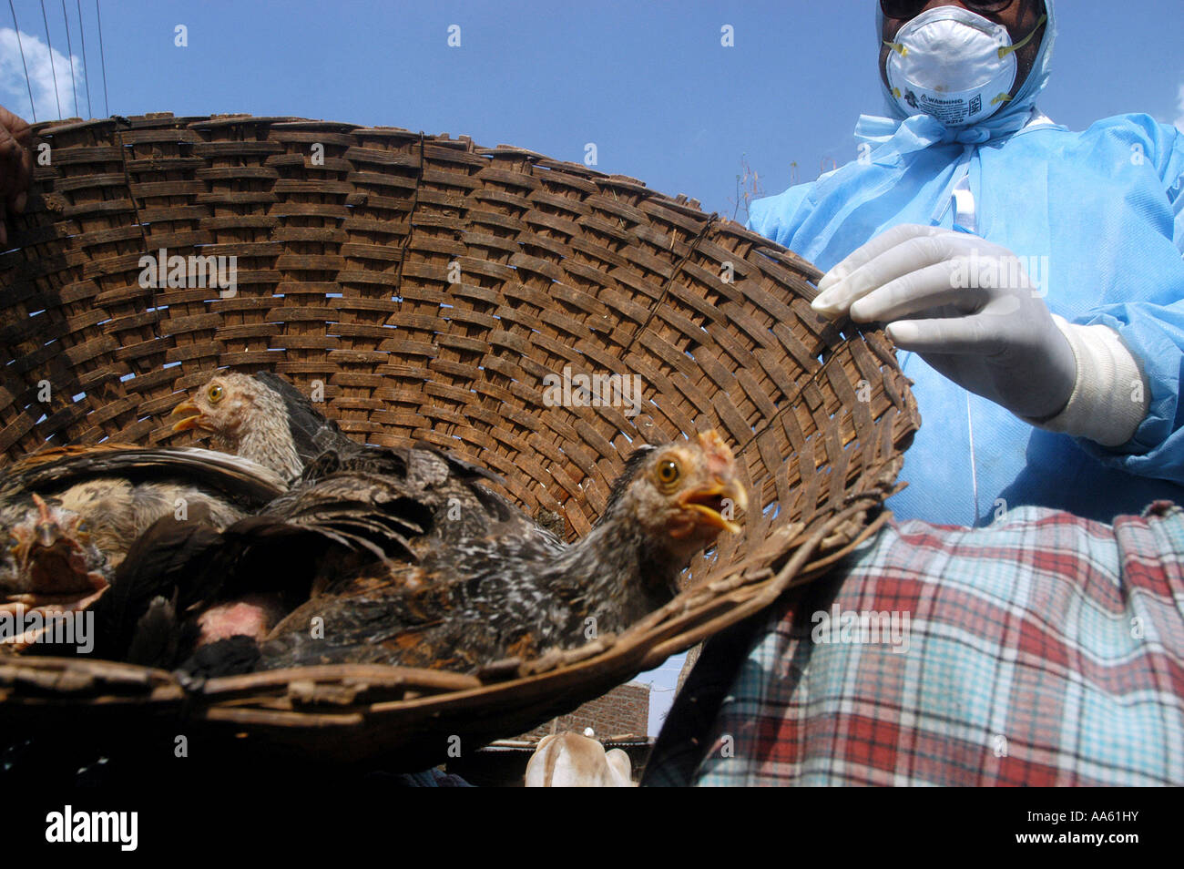Bird Flu virus, Avian Influenza infected chickens collected by health ...
