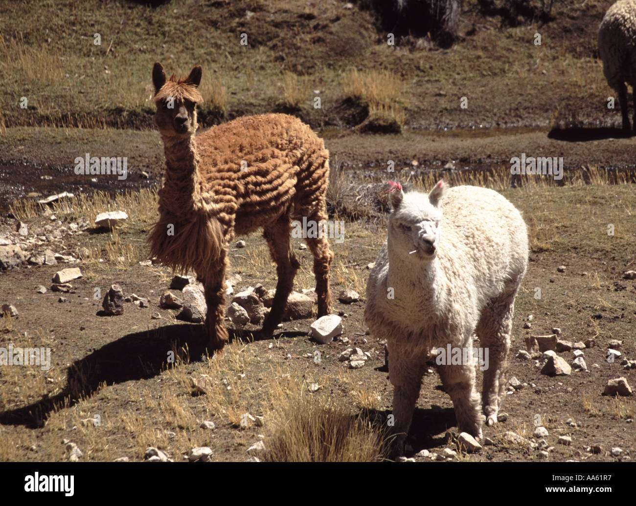 An alpaca couple, Peru Stock Photo - Alamy