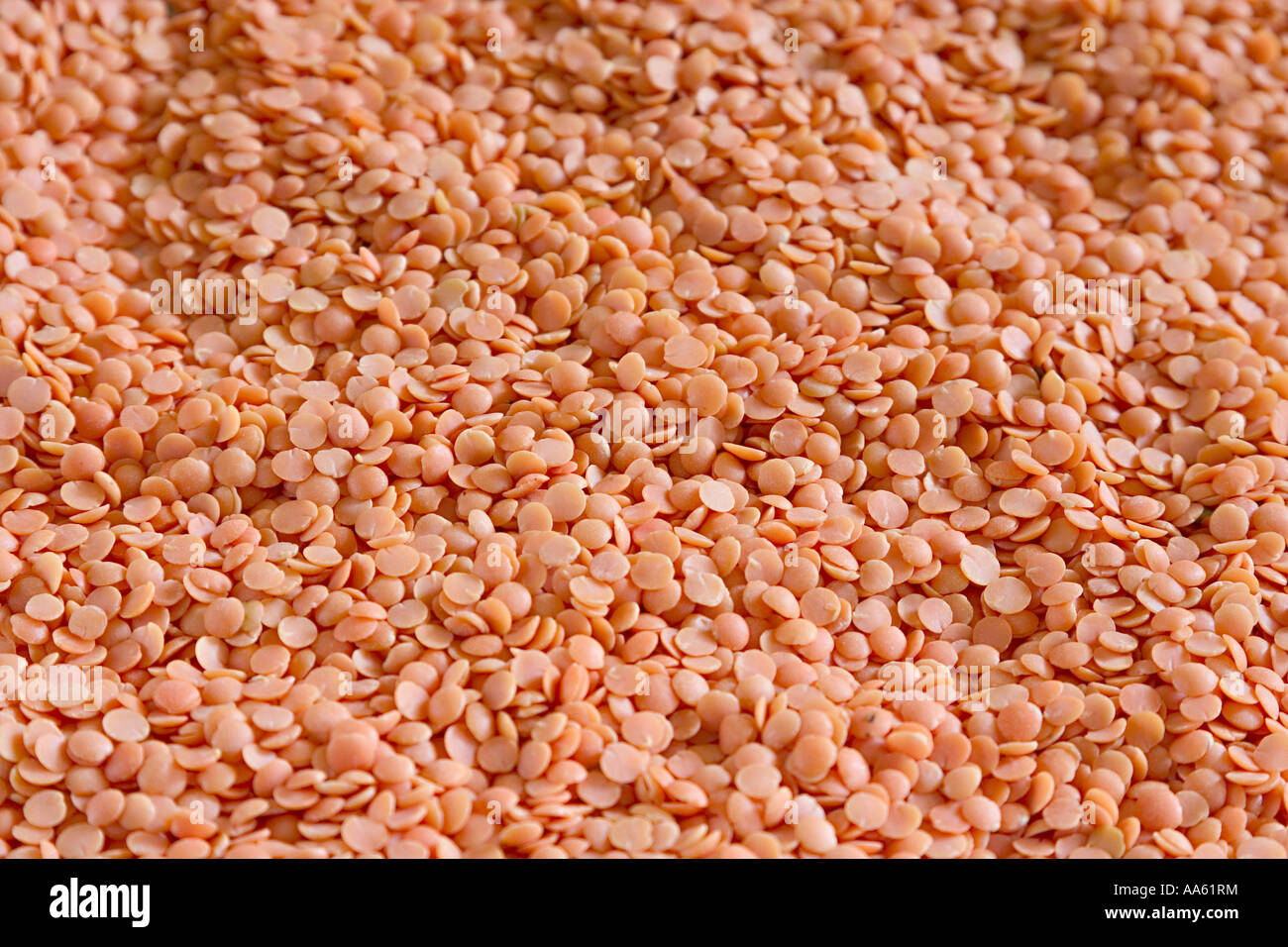 Masoor Split Red Lentils Stock Photo - Alamy