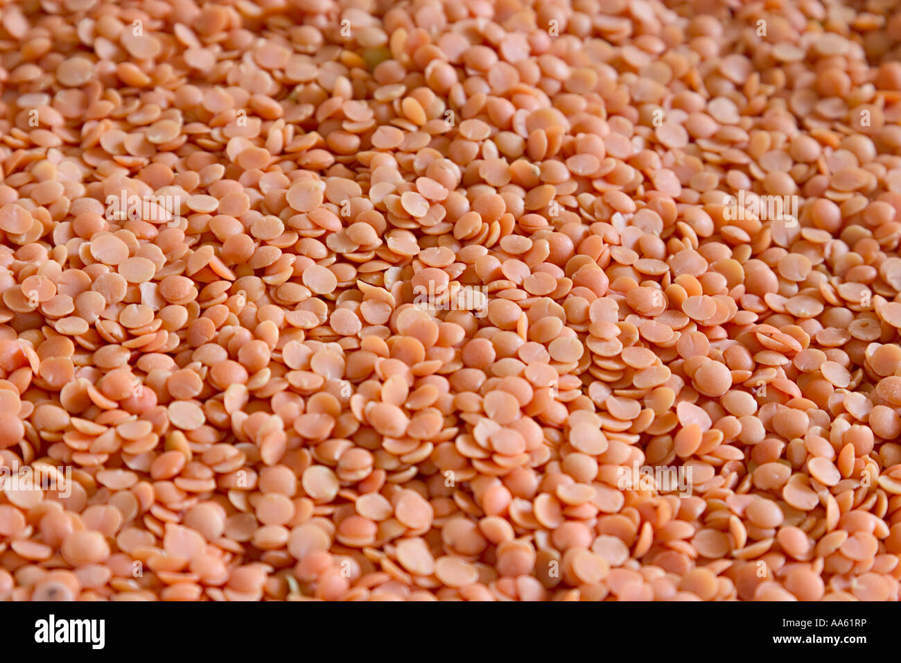 Masoor Split Red Lentils Stock Photo - Alamy