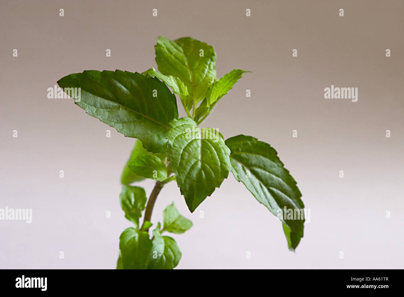 Tulsi plant hi-res stock photography and images - Alamy
