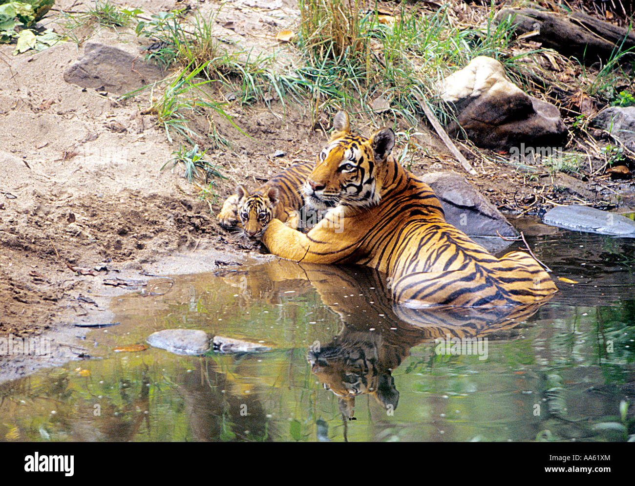 Baby Tigers Playing In Water