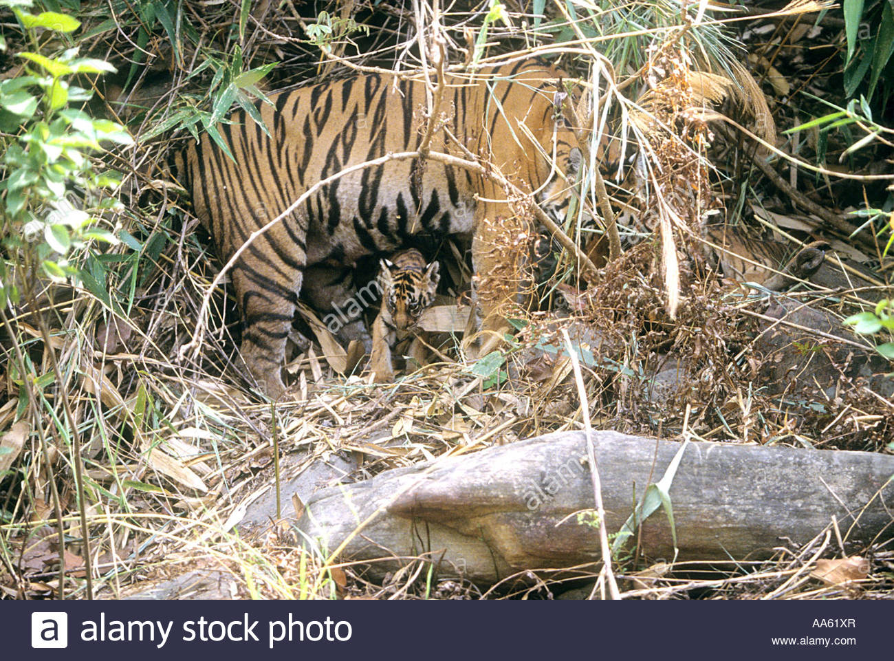 Royal Bengal Tiger Cub Mother High Resolution Stock Photography and ...