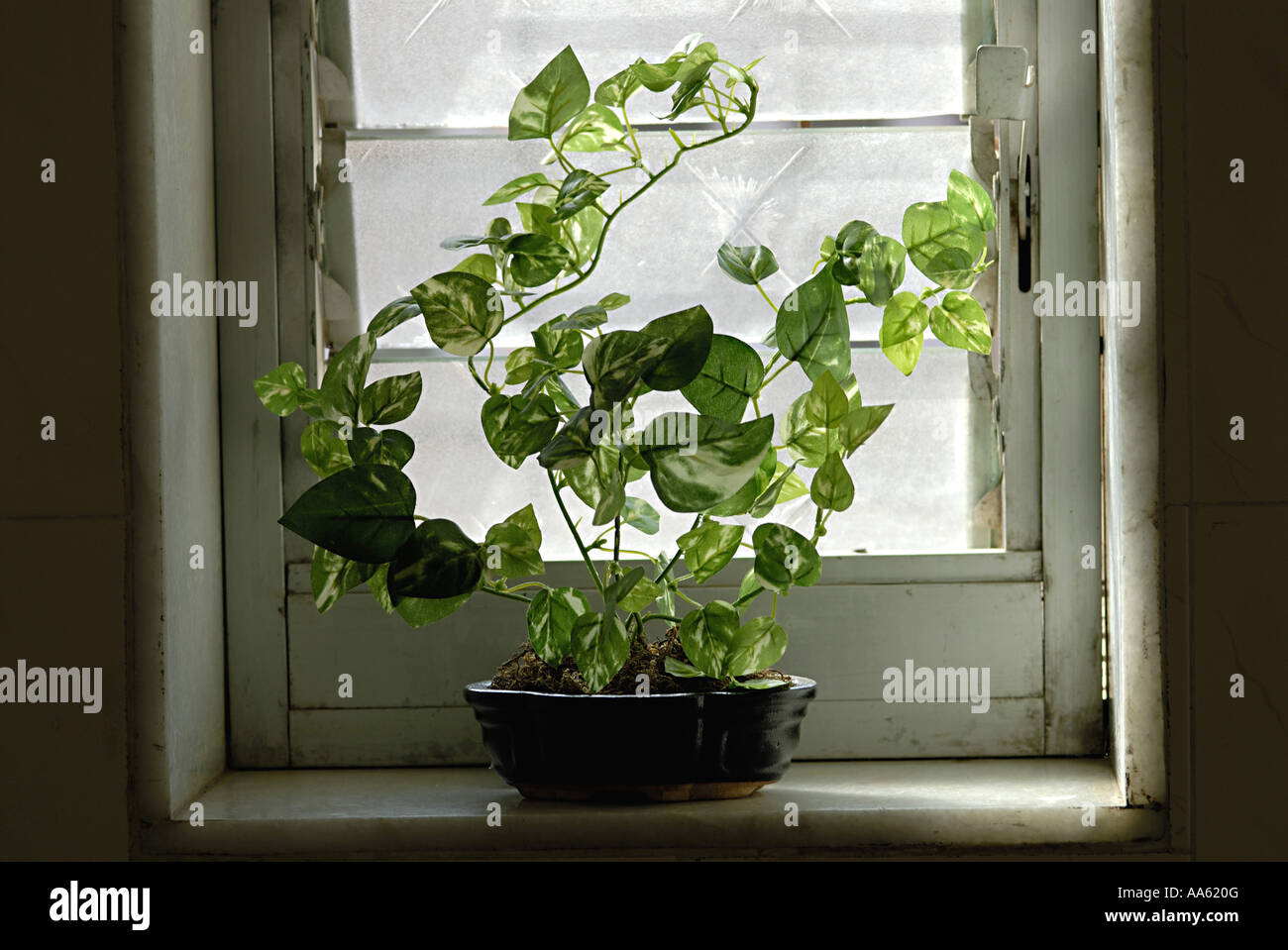 STP104340 Artificial green money plant growing in container near window ...