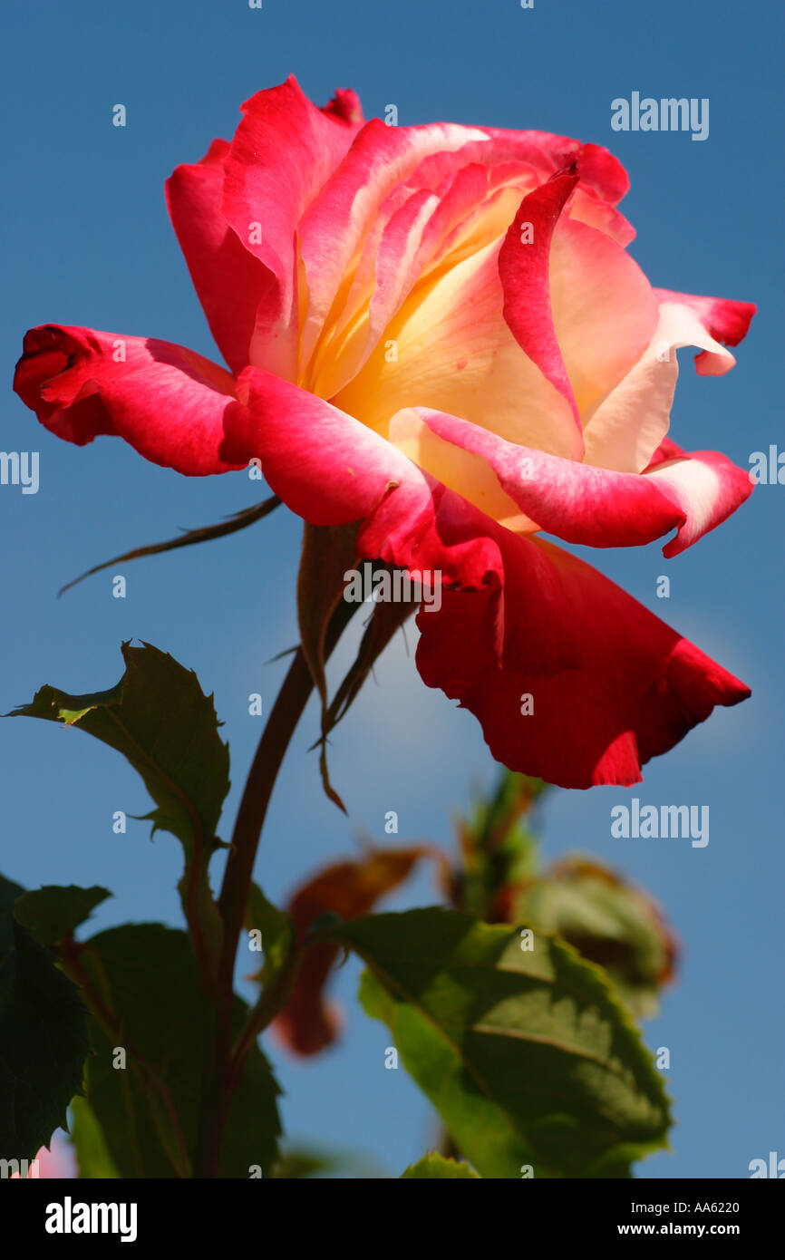 Rosa double delight hi-res stock photography and images - Alamy