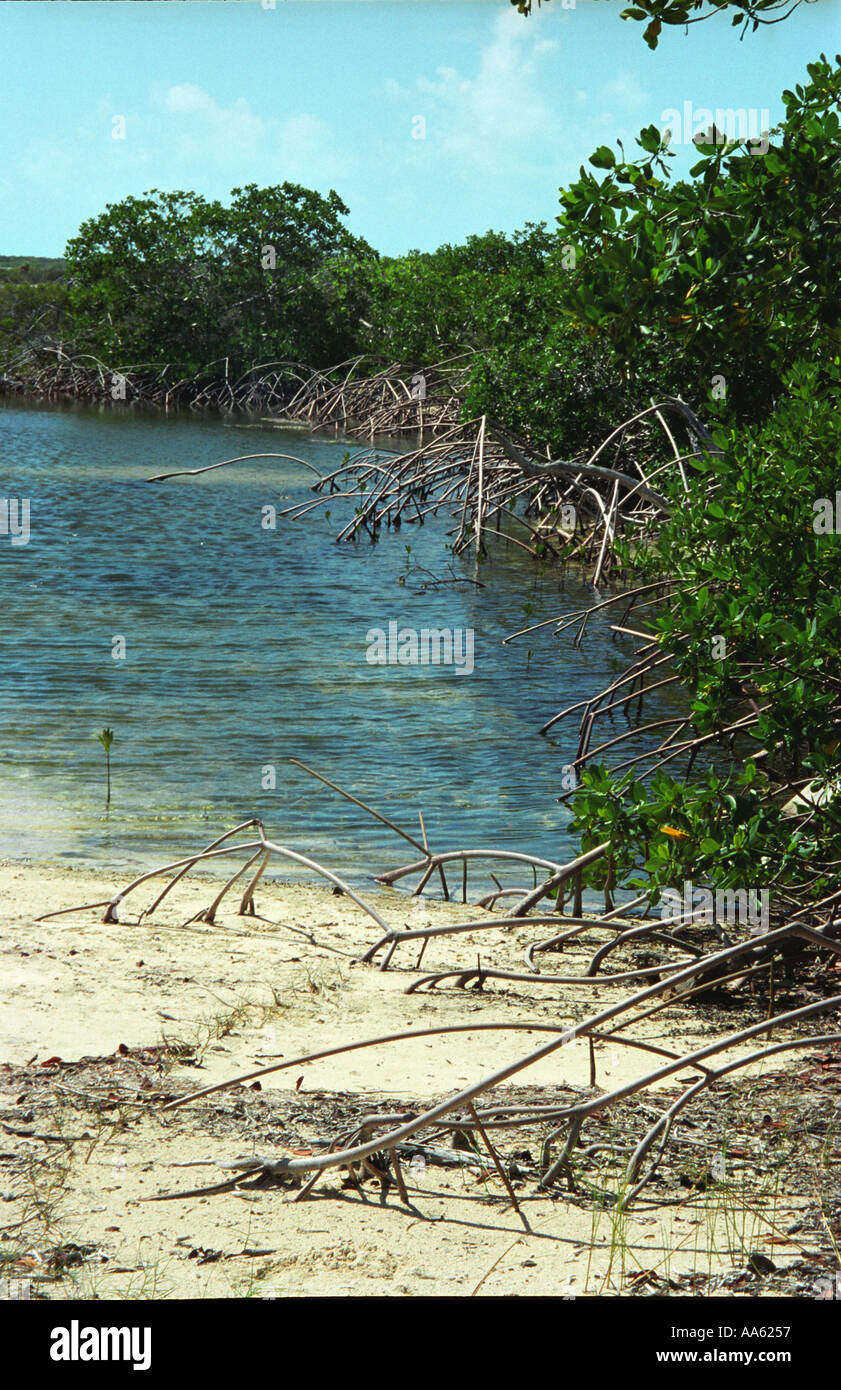 Mangrove cay hi-res stock photography and images - Alamy