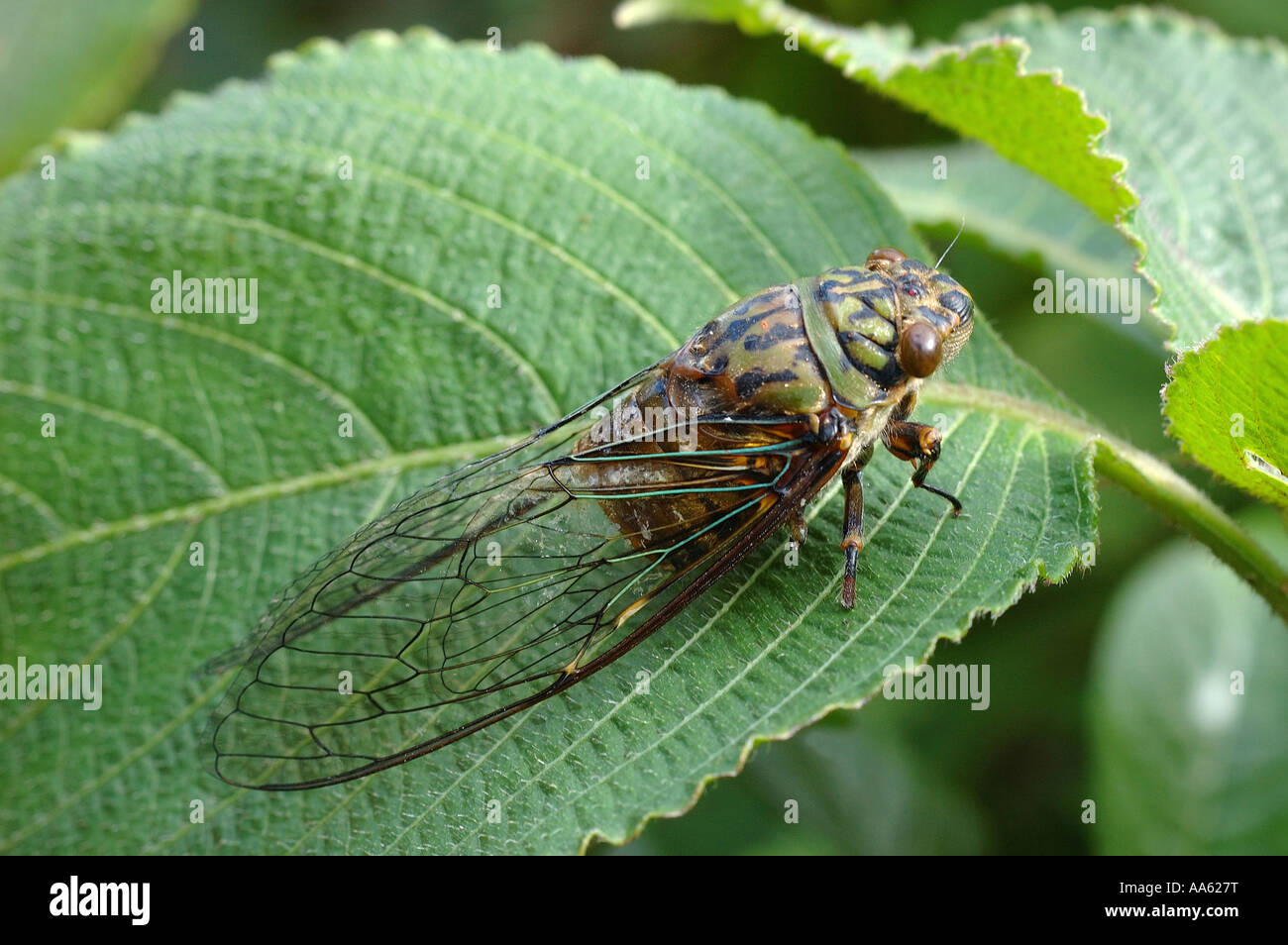 Insect sitting on green leaf Stock Photo - Alamy