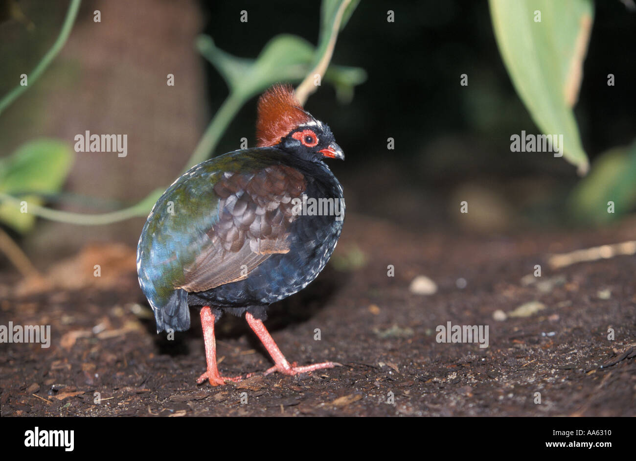 CRESTED PARTRIDGE Rollulus rouloul Stock Photo - Alamy