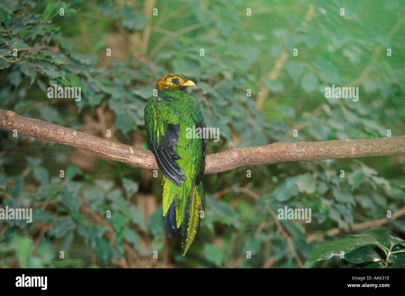 GOLDEN HEADED QUETZAL Pharomachrus auriceps Stock Photo - Alamy