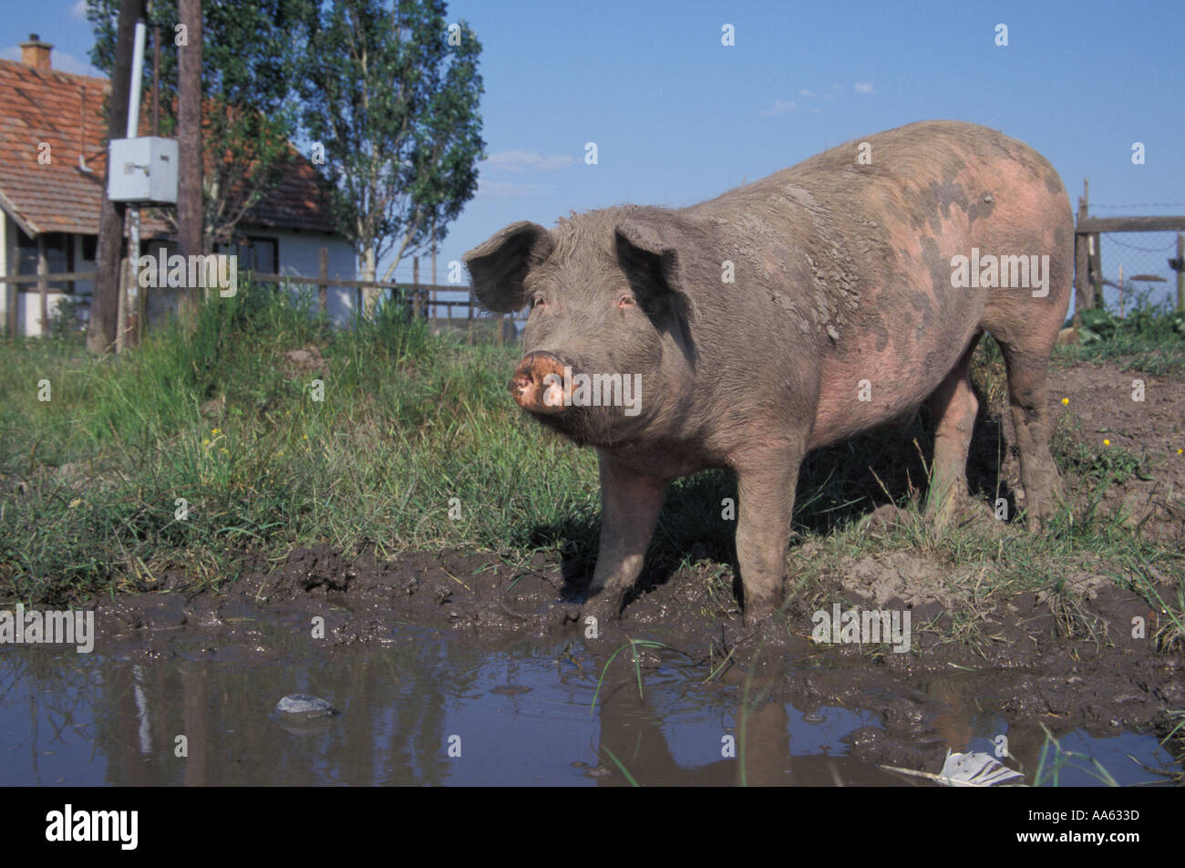Pig fram hi-res stock photography and images - Alamy