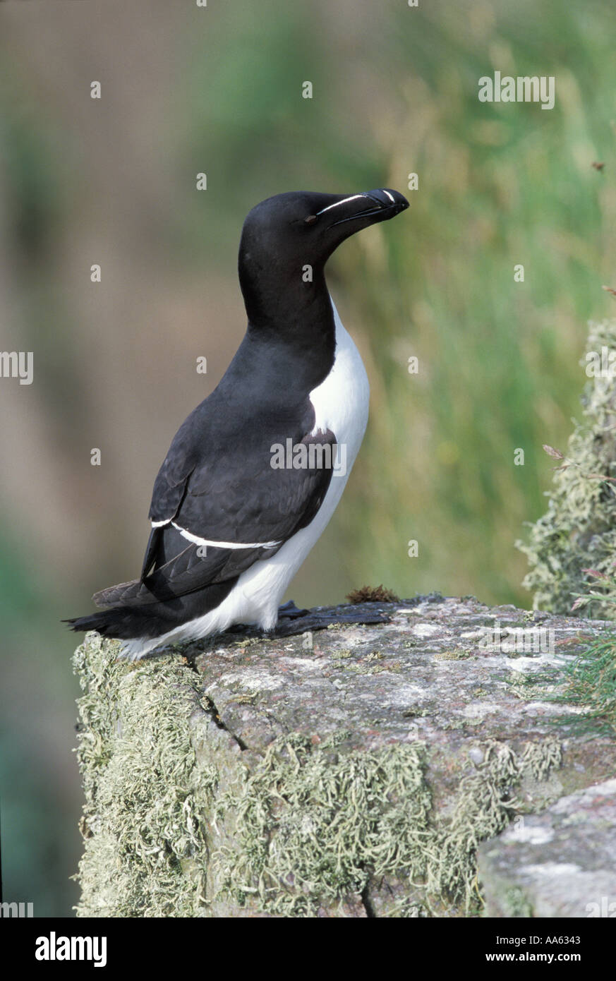RAZORBILL Alca torda Stock Photo - Alamy
