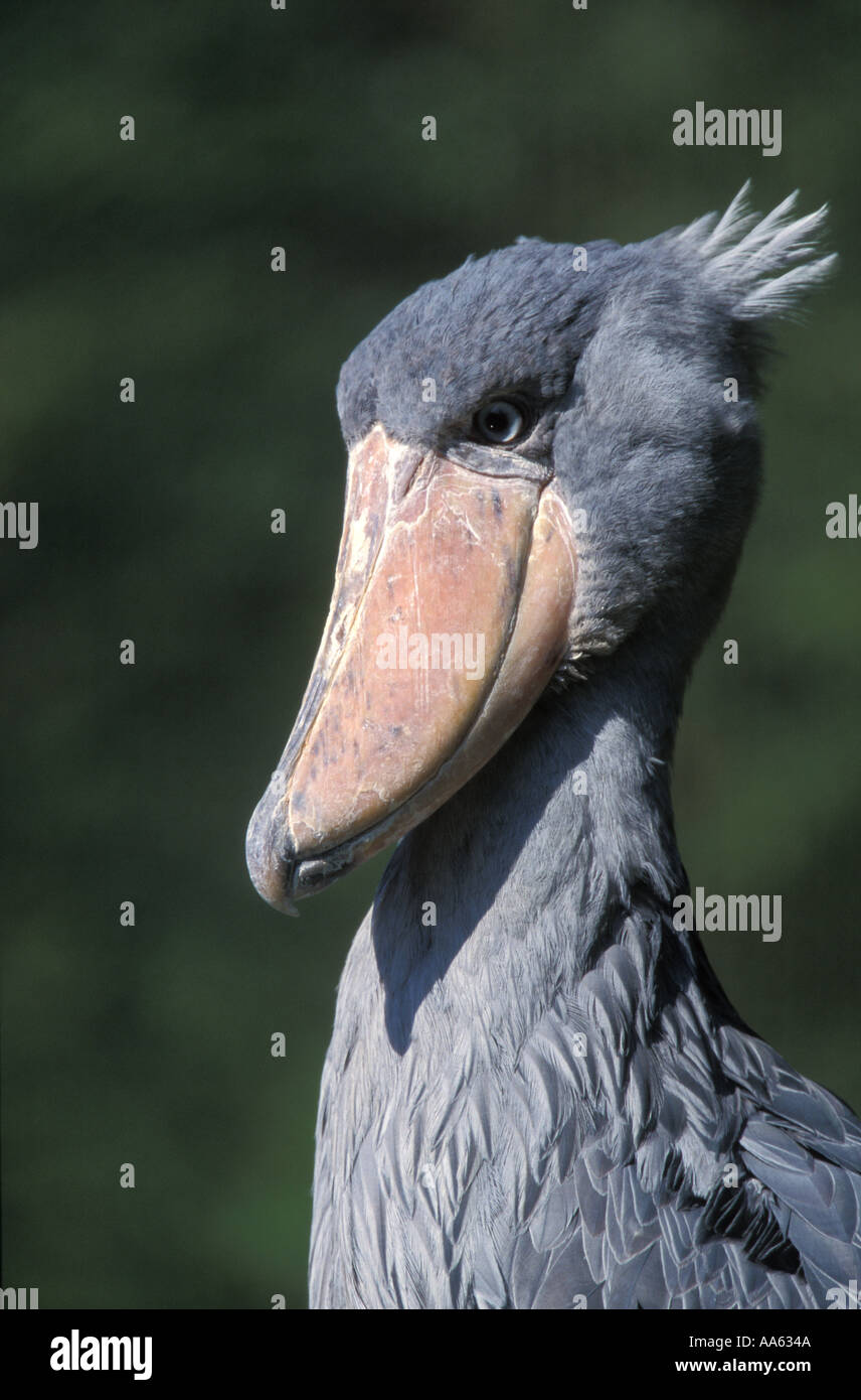 SHOEBILL Balaeniceps rex Stock Photo - Alamy