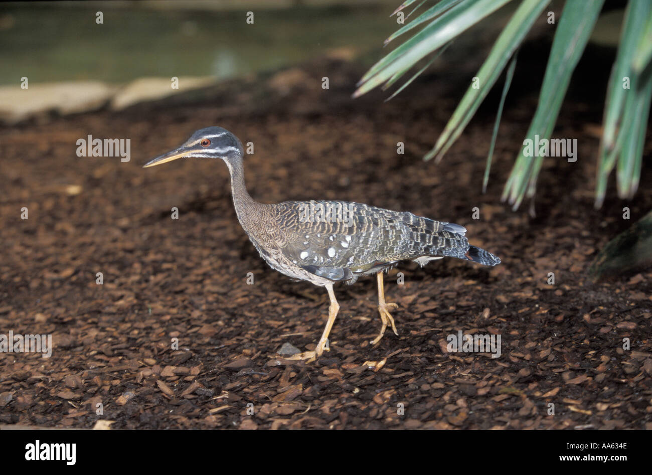 Sun bittern bird hi-res stock photography and images - Alamy