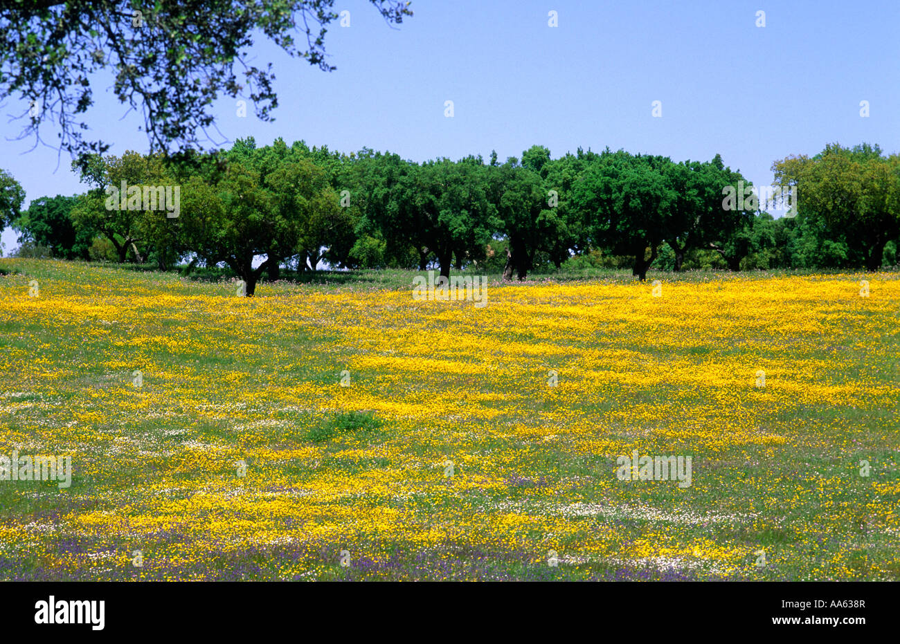 Alentejo, South of Portugal. Spring landscape with yellow flowers and ...