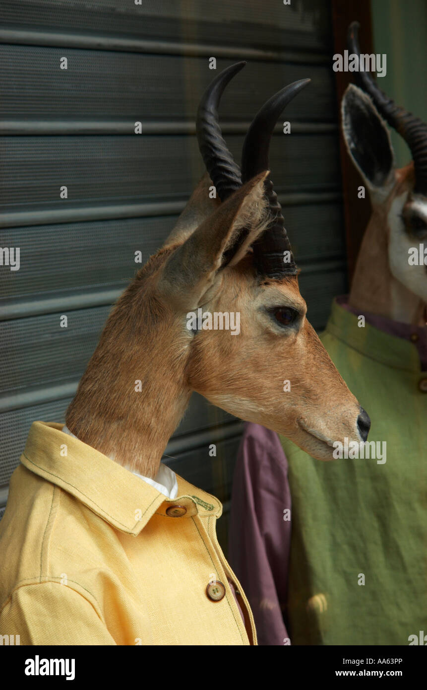 Window display of Deyrolle taxidermy shop on Rue du Bac 7th ...
