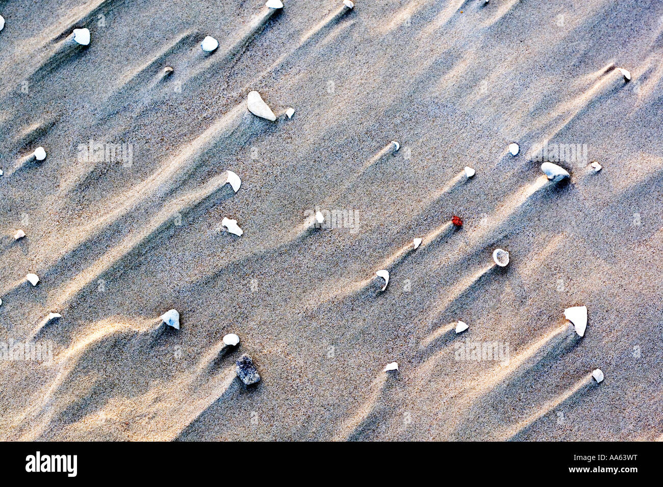 Pretty sea shells hi-res stock photography and images - Alamy