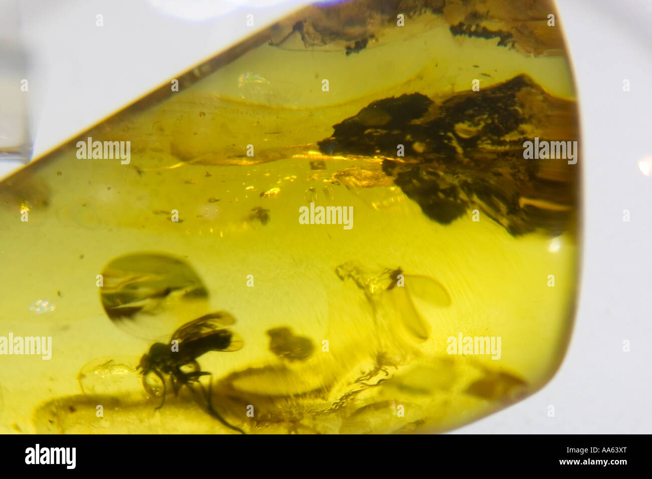 An insect in a piece of Baltic amber , Display of amber jewellery ...