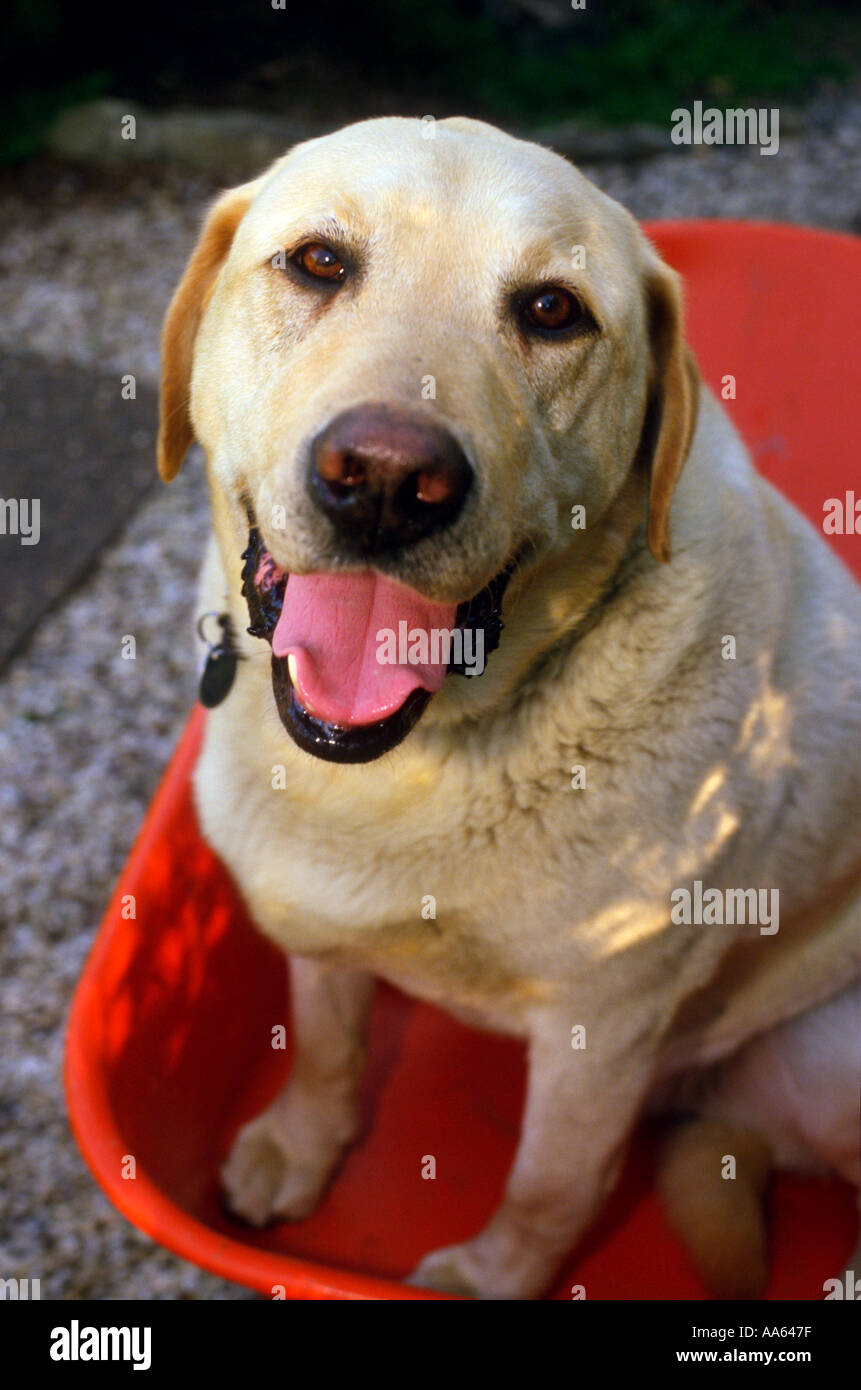 Golden Labrador in a Red wheel barrow Stock Photo - Alamy